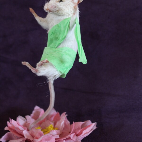 Stripper Rat - Etsy