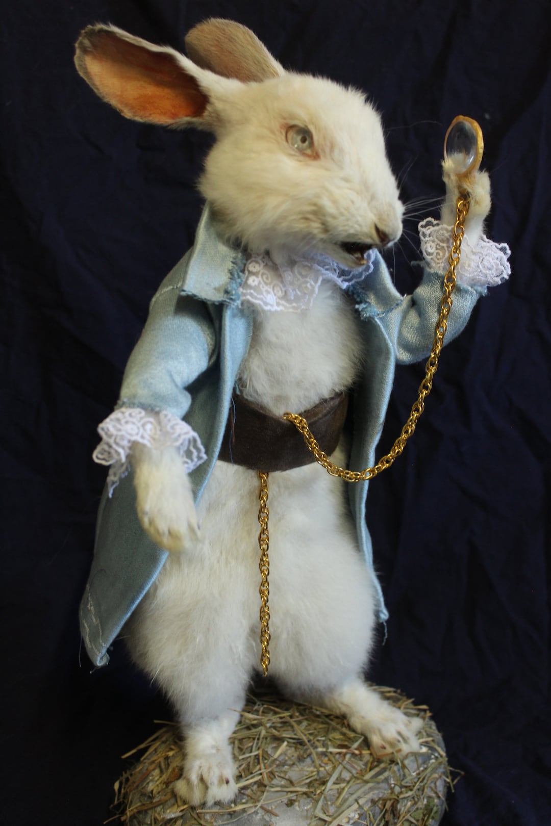 Taxidermy Rabbit Tale Pocket Watch Rodent Taxidermy Rabbit Curiosity ...