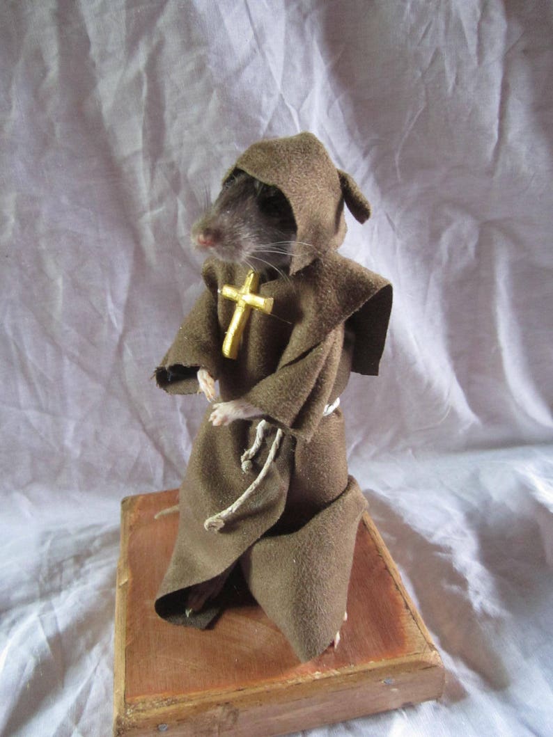 Taxidermy Curiosity Rat Monktaxidermy Rat Cabinet of Curiosity - Etsy