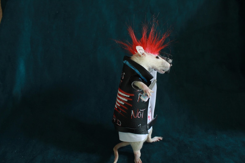 Taxidermy Rat Punk Radio Taxidermy Rat Punk Cabinet of Curiosities ...