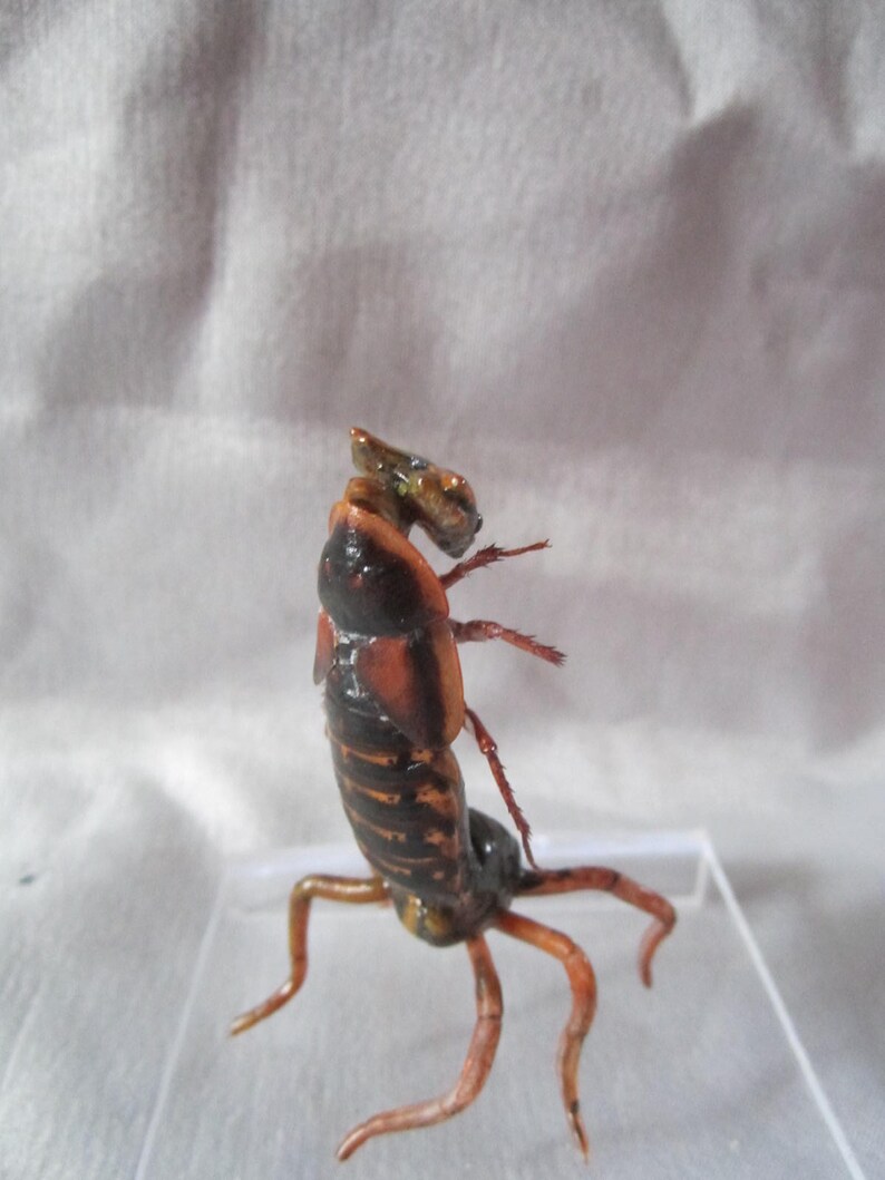 Taxidermy insect taxidermy insect alien strange cabinet of | Etsy