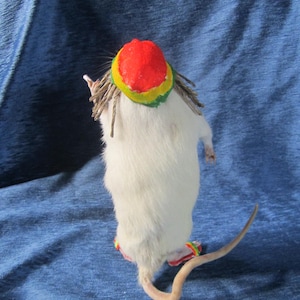Taxidermy Rat Rasta Taxidermy Anthropomorphic Rat Curiosity Oditties - Etsy