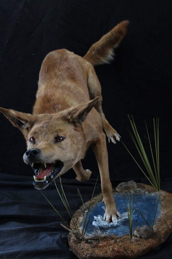 Staar Hond Taxidermie