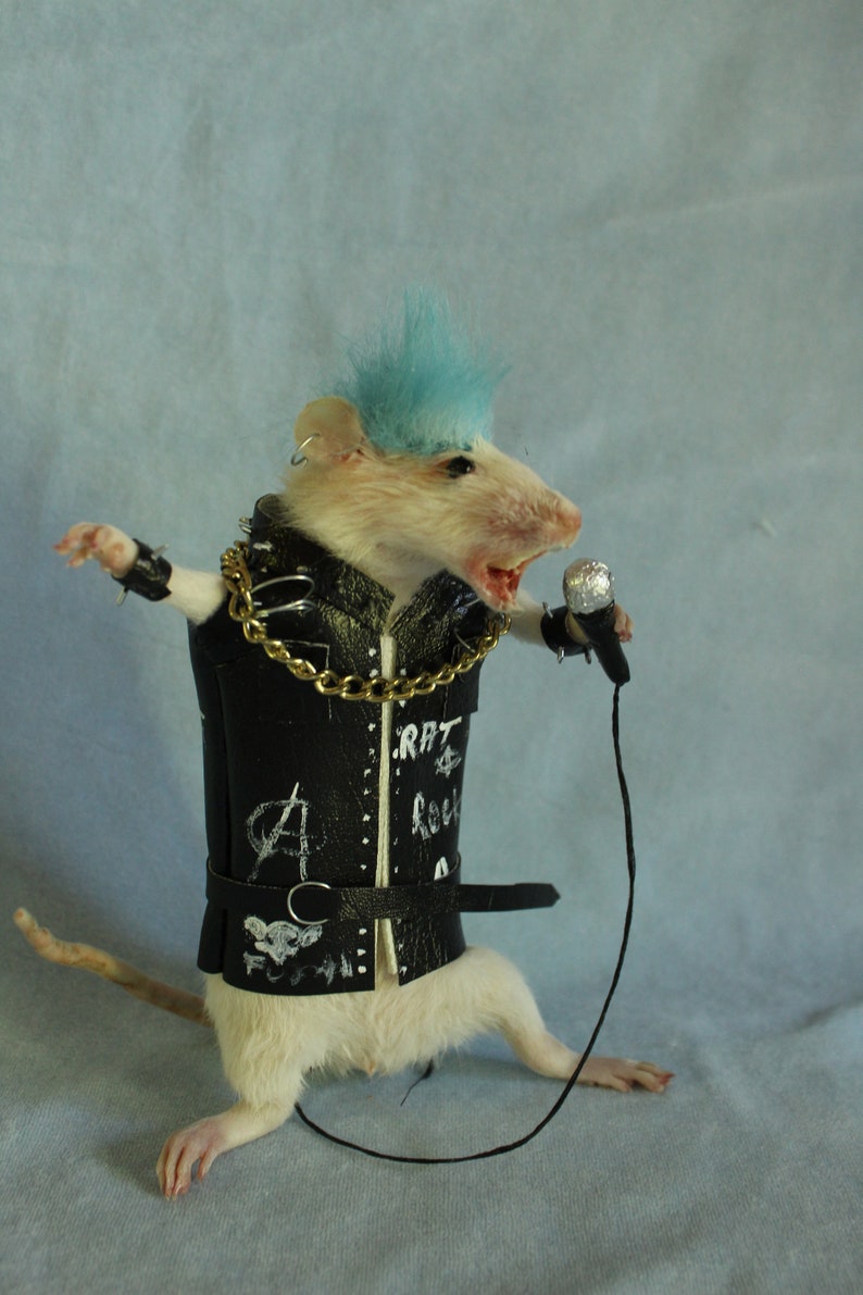 Taxidermy Rat Punk Rock Star Taxidermy Rat Punk Rocker Cabinet of ...