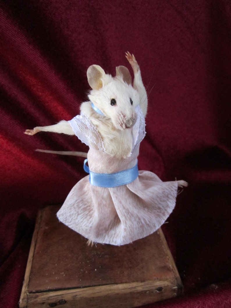 Taxidermy Mouse Dancer Taxidermy Mouse Rat Curiosity Cabinet Odditties ...