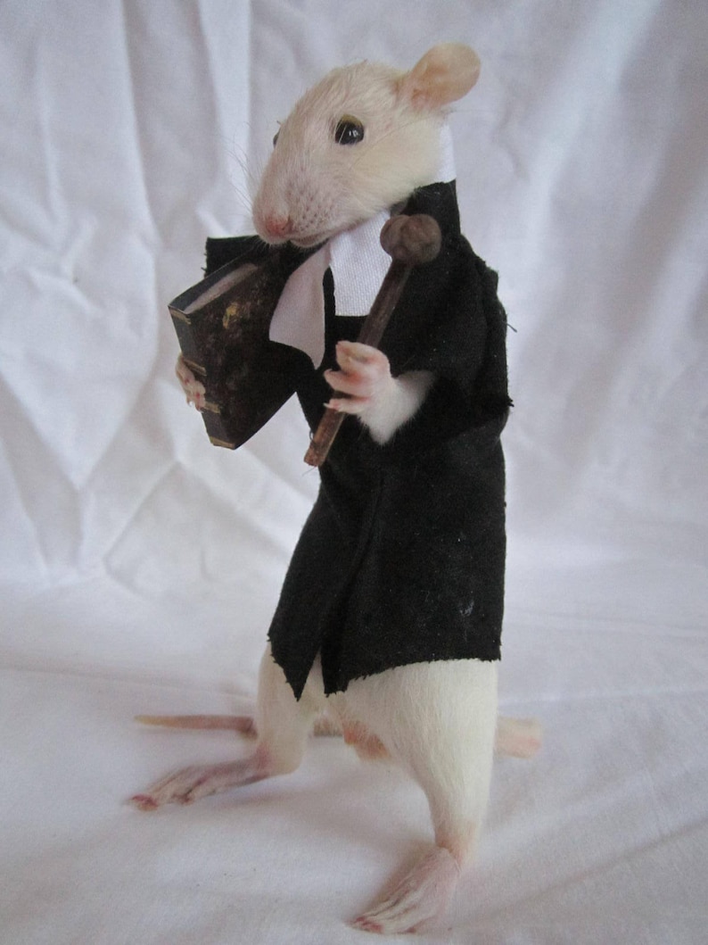 Taxidermy Rat Lawyer Taxidermy Rat Curiosity Oditties - Etsy
