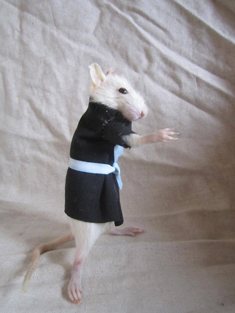 Taxidermy Rat Kimono Taxidermy Rat Cabinet of Curiosity - Etsy