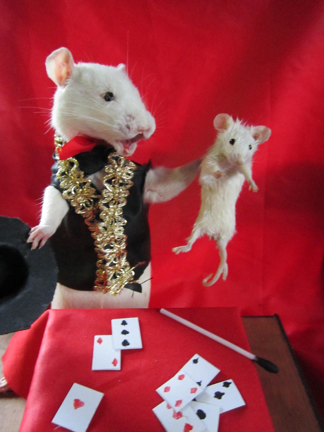 Taxidermy Rat Magician Hat Taxidermy Rat Mouse Wizard Mouse Cabinet of ...