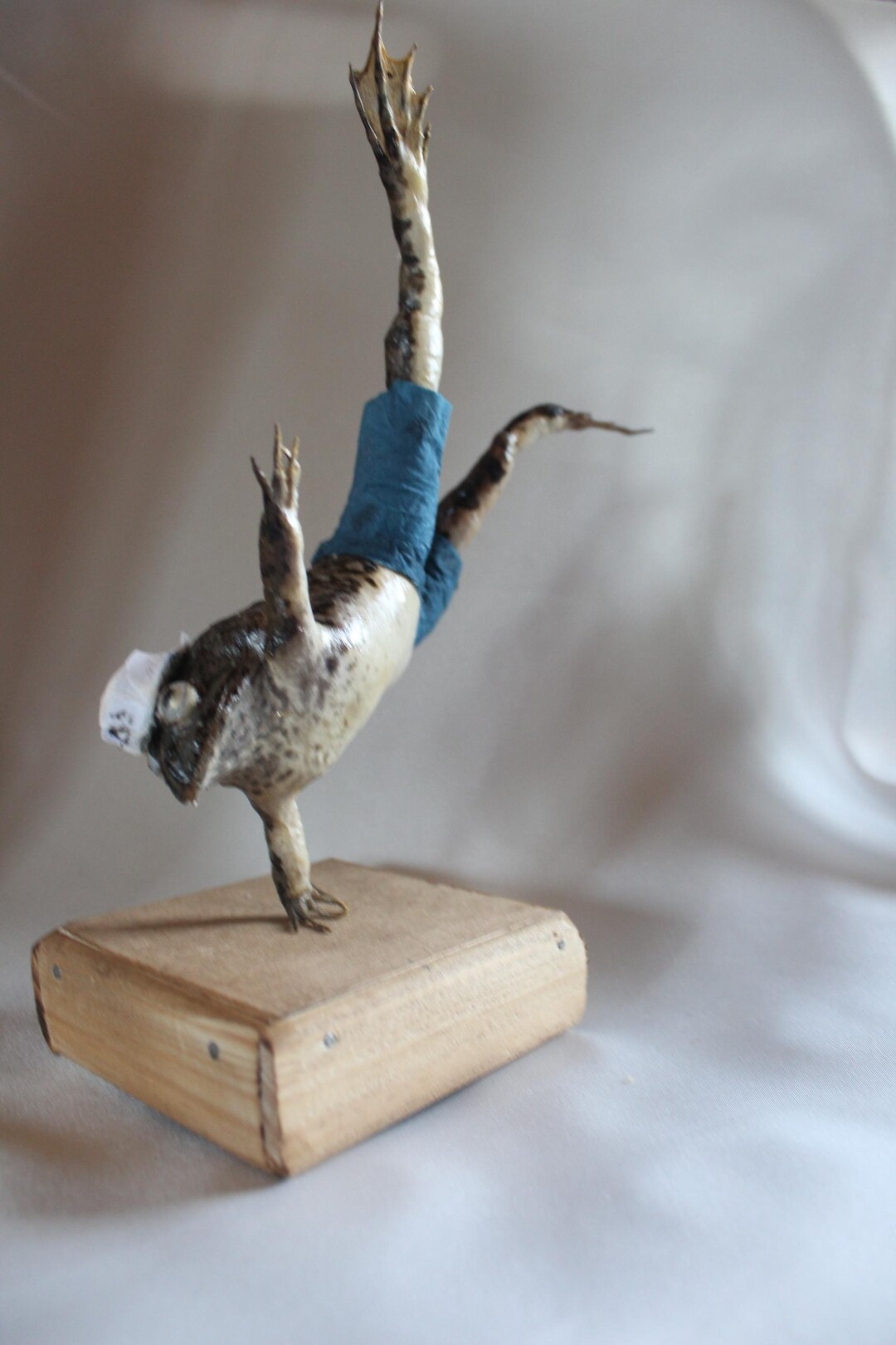 Taxidermy Frog Dance Hip Hop Urban Taxidermy Frog Curiosity Oditties - Etsy