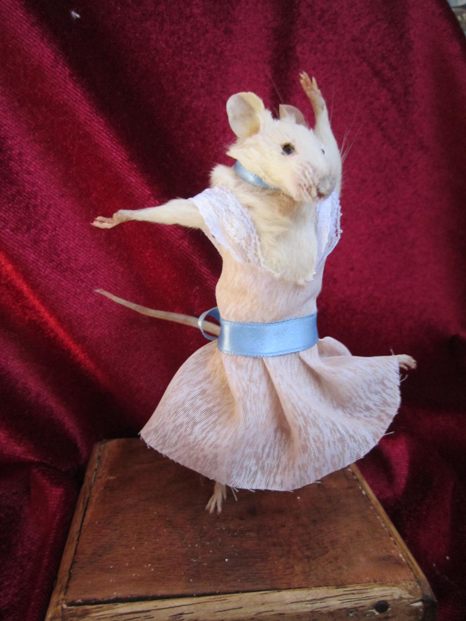 Taxidermy Mouse Dancer Taxidermy Mouse Rat Curiosity Cabinet Odditties ...