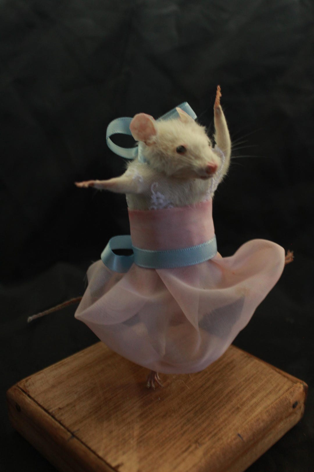 Taxidermy Dancing Mouse Taxidermy Mouse Rat Cabinet of Curiosities ...