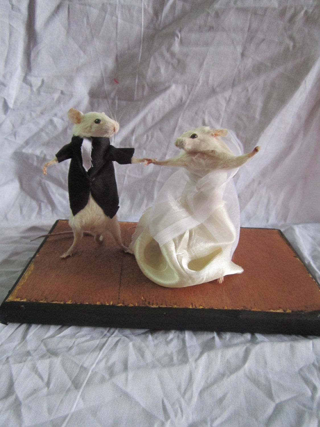 Taxidermy mouse married taxidermy rat mouse cabinet curiosity | Etsy