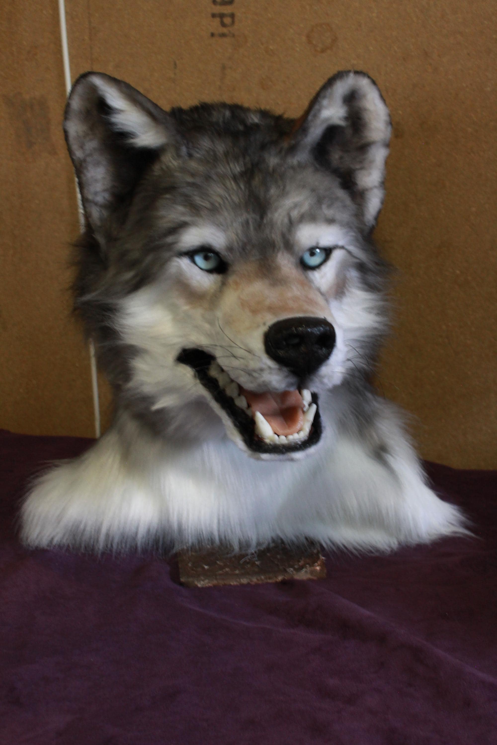 Gray Wolf Fursuit Mask. Realistic Fur Costume. Wolf Head Fursuit ...