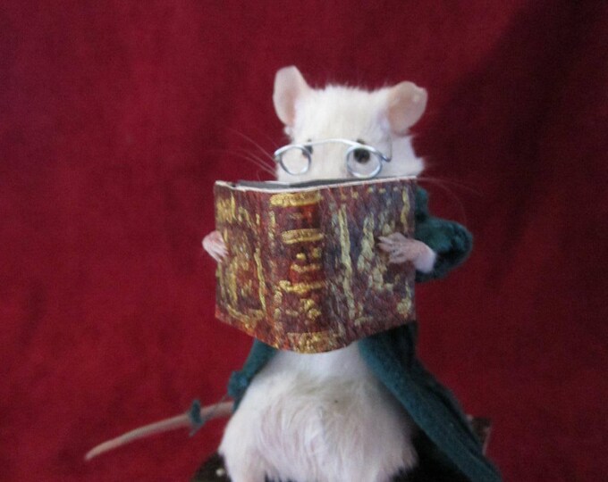 Taxidermy Rat Mouse Reader Taxidermy Rat Library Curiosity Oditties - Etsy