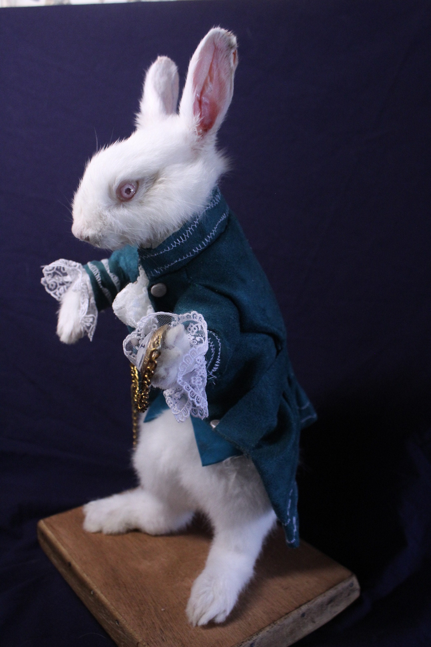 Taxidermy Rabbit Tale Wonderland Rodent Taxidermy Rabbit - Etsy Australia
