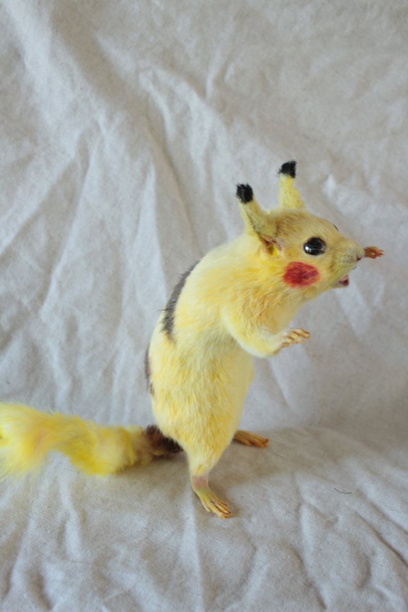 Taxidermy MIGNON rat PIKACHU manga taxidermy rat PIKACHU | Etsy