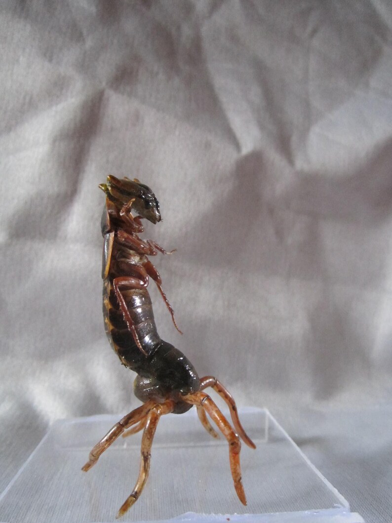 Taxidermy Insect Taxidermy Insect Alien Strange Cabinet of - Etsy