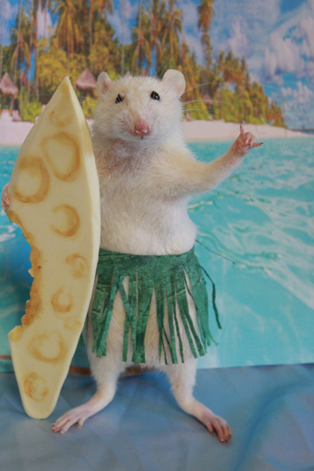 Taxidermy Surfer Rat Taxidermy Anthropomorphic Rat Curiosity Oditties ...