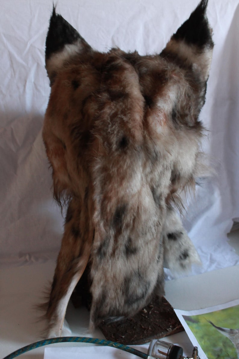 Lynx Fursuit Mask. Realistic Fur Costume. Lynx Fursuit Head. Halloween ...