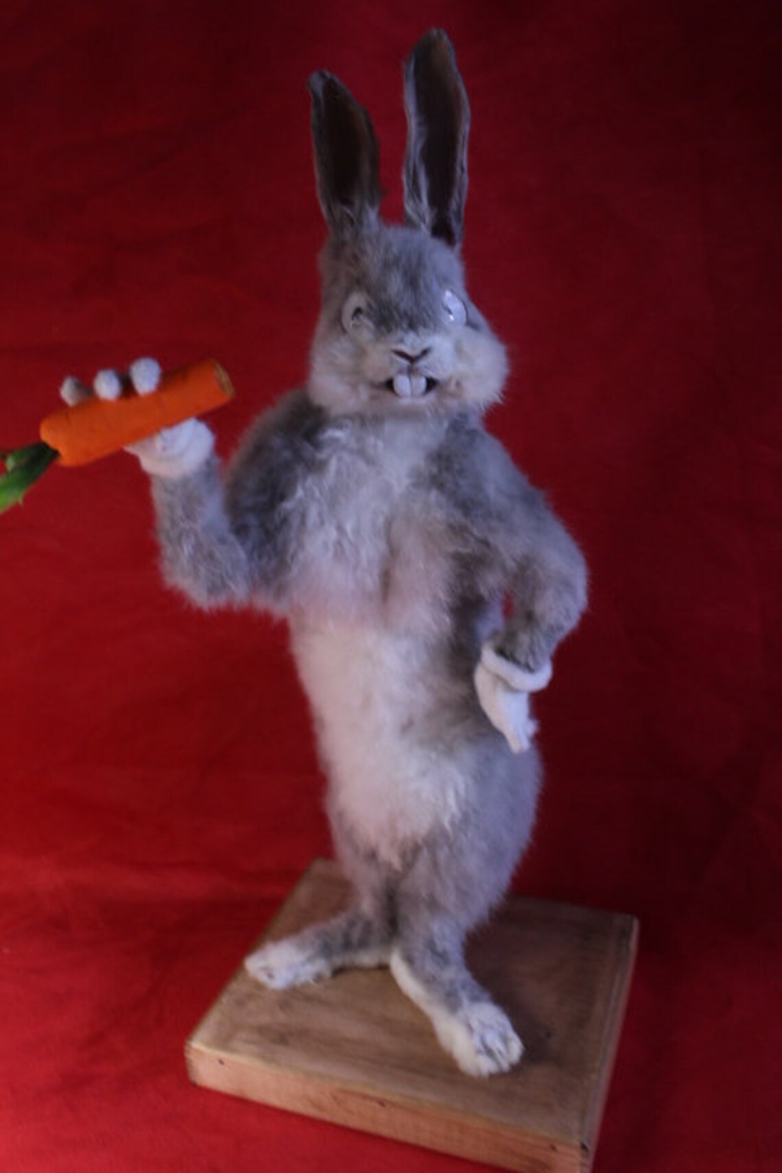 Taxidermy Rabbit Cartoon Rodent Taxidermy Rabbit Curiosity - Etsy
