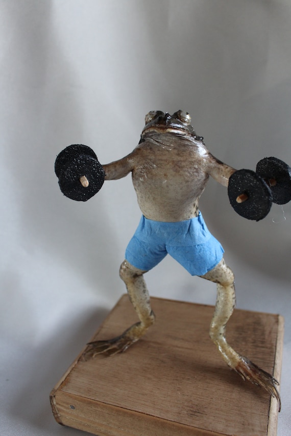 Taxidermy Frog Dumbbell Bodybuilding Taxidermy | Etsy