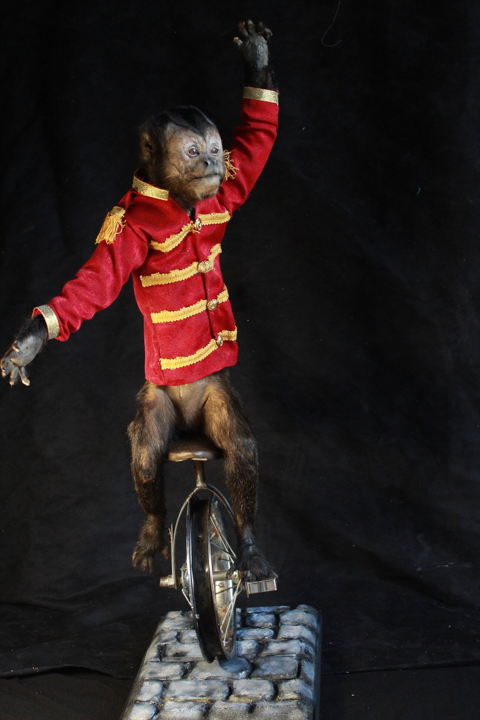 Taxidermy monkey circus capuchin circus cabinet of curiosity | Etsy