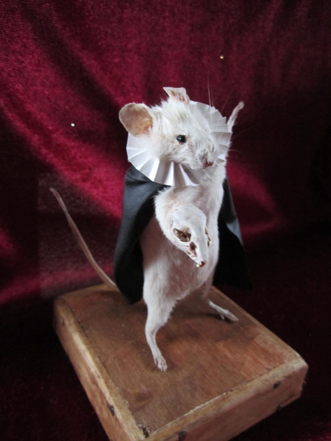 Taxidermy Opera Rat Shakespeare Taxidermy Rat Skeleton Cabinet of ...