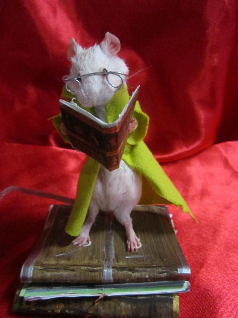 Taxidermy Mouse Small Rat Reader Taxidermy Rat Mouse Curiosity Oddities ...