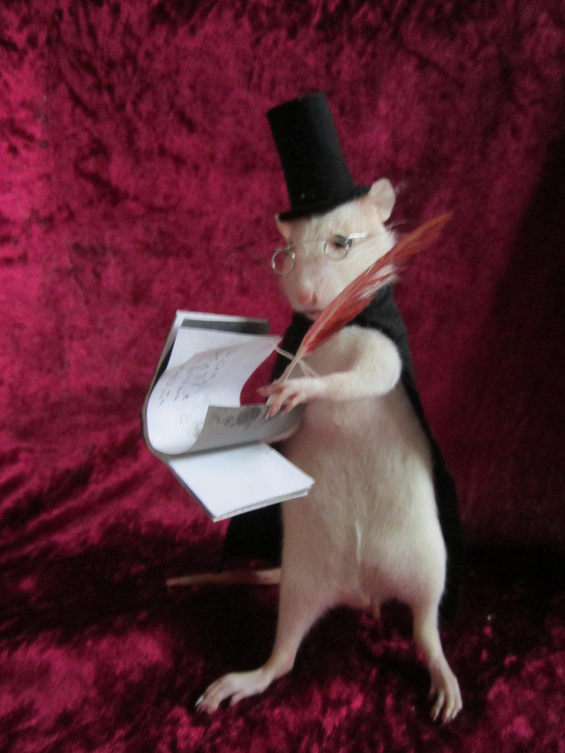 Taxidermy & Curiosities Home & Living taxidermy rat curiosity rodent ...