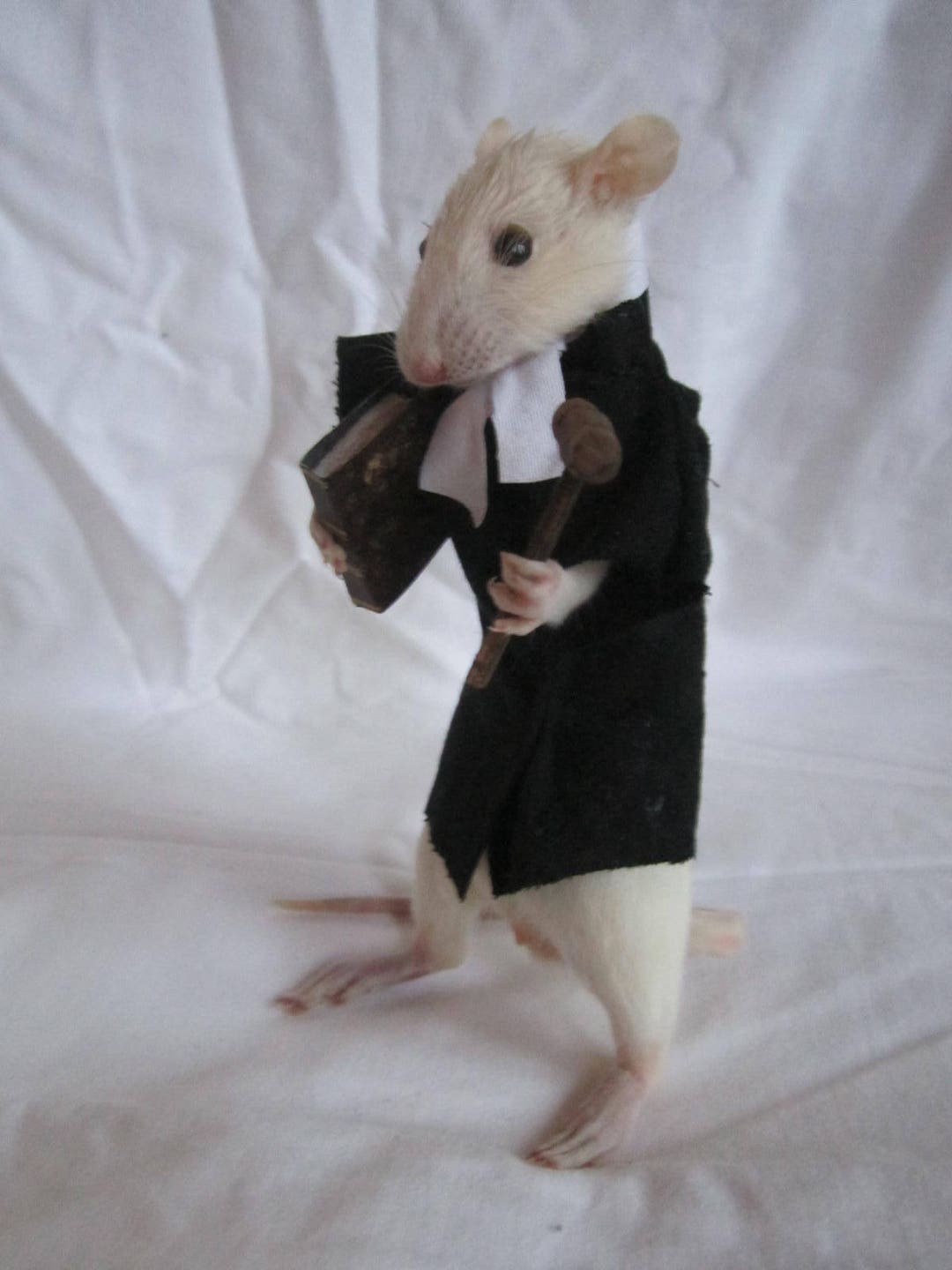 Taxidermy Rat Lawyer Taxidermy Rat Curiosity Oditties - Etsy