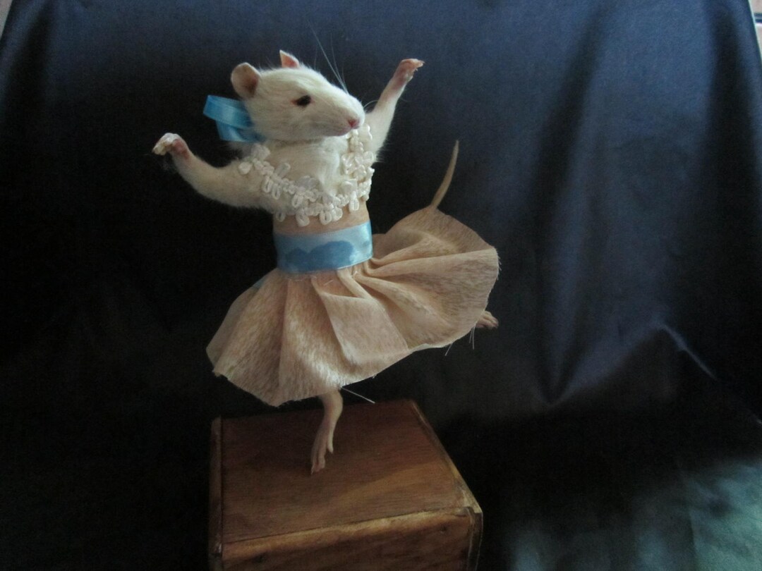 Taxidermy Little Dancing Rat Taxidermy Rat Mouse Cabinet of Curiosities ...
