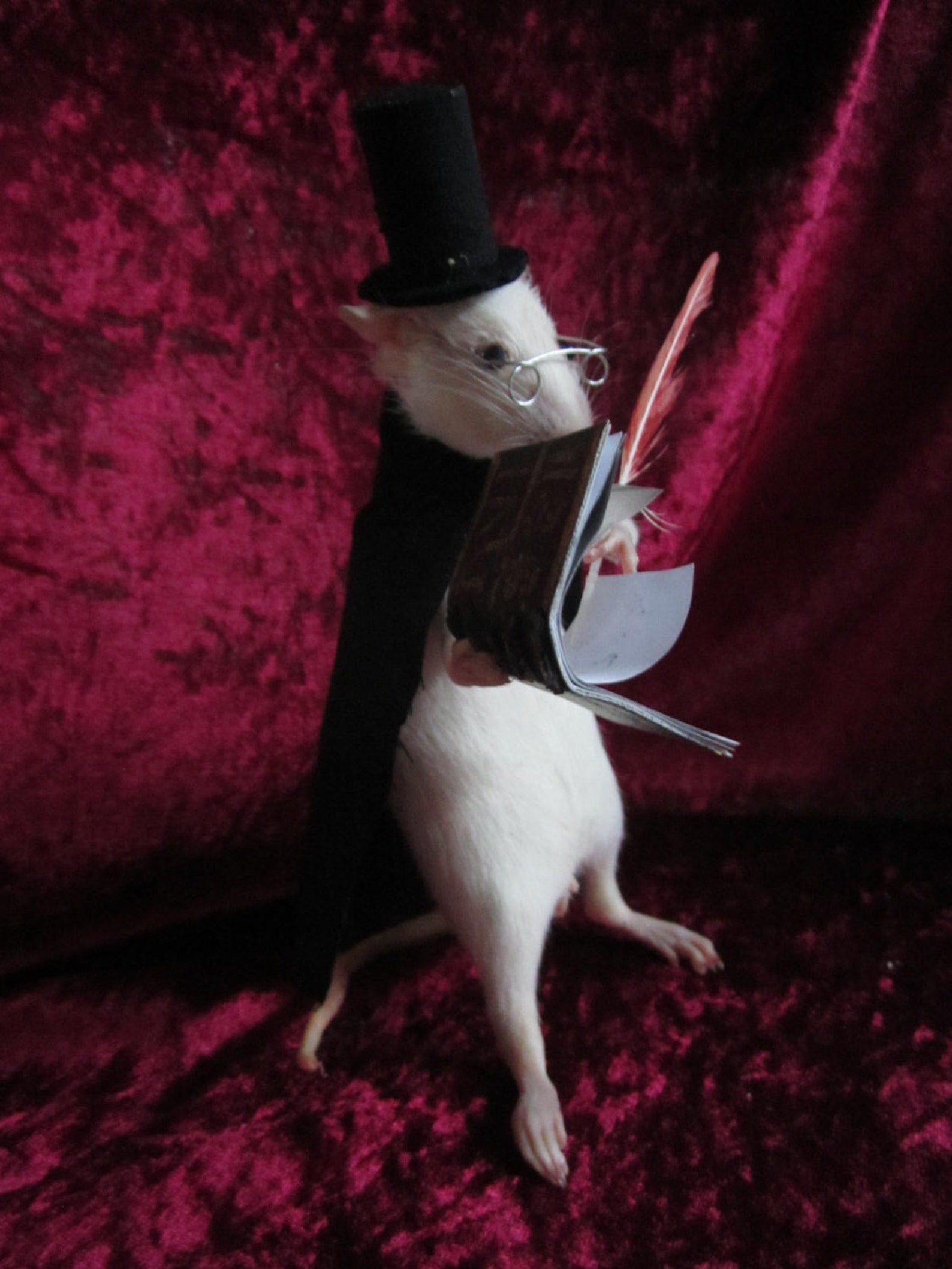 Taxidermy Rat Curiosity Rodent Writer Taxidermy Rat Oddities - Etsy