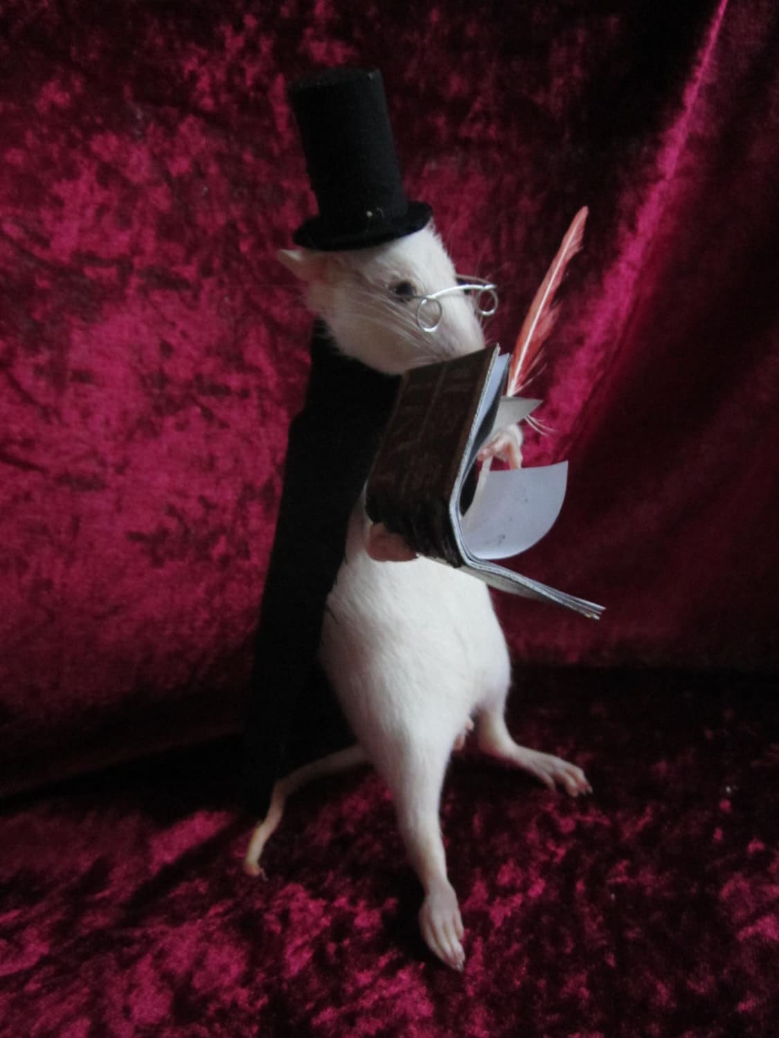 Taxidermy \u2022 #A263 Real Articulated Mouse Leg Paw Mice Mouse Rat ...