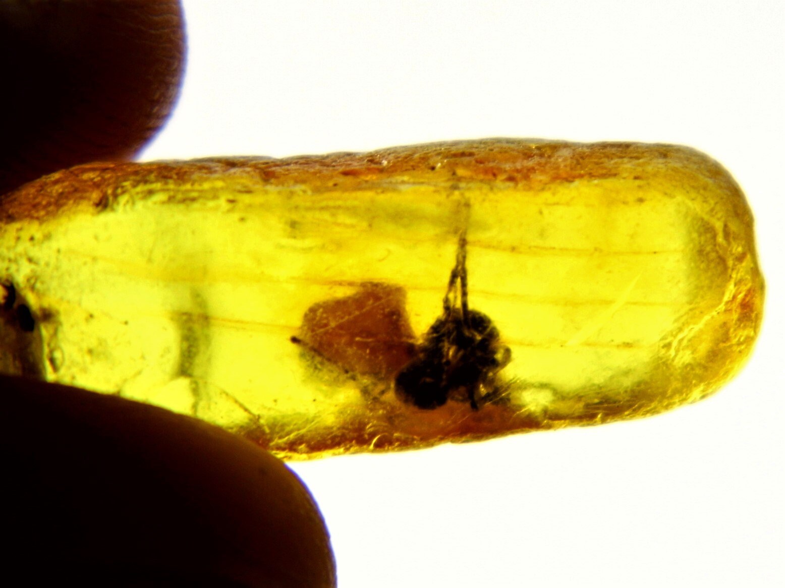 Baltic Amber bead with insect fossil inclusion natural genuine stone ...