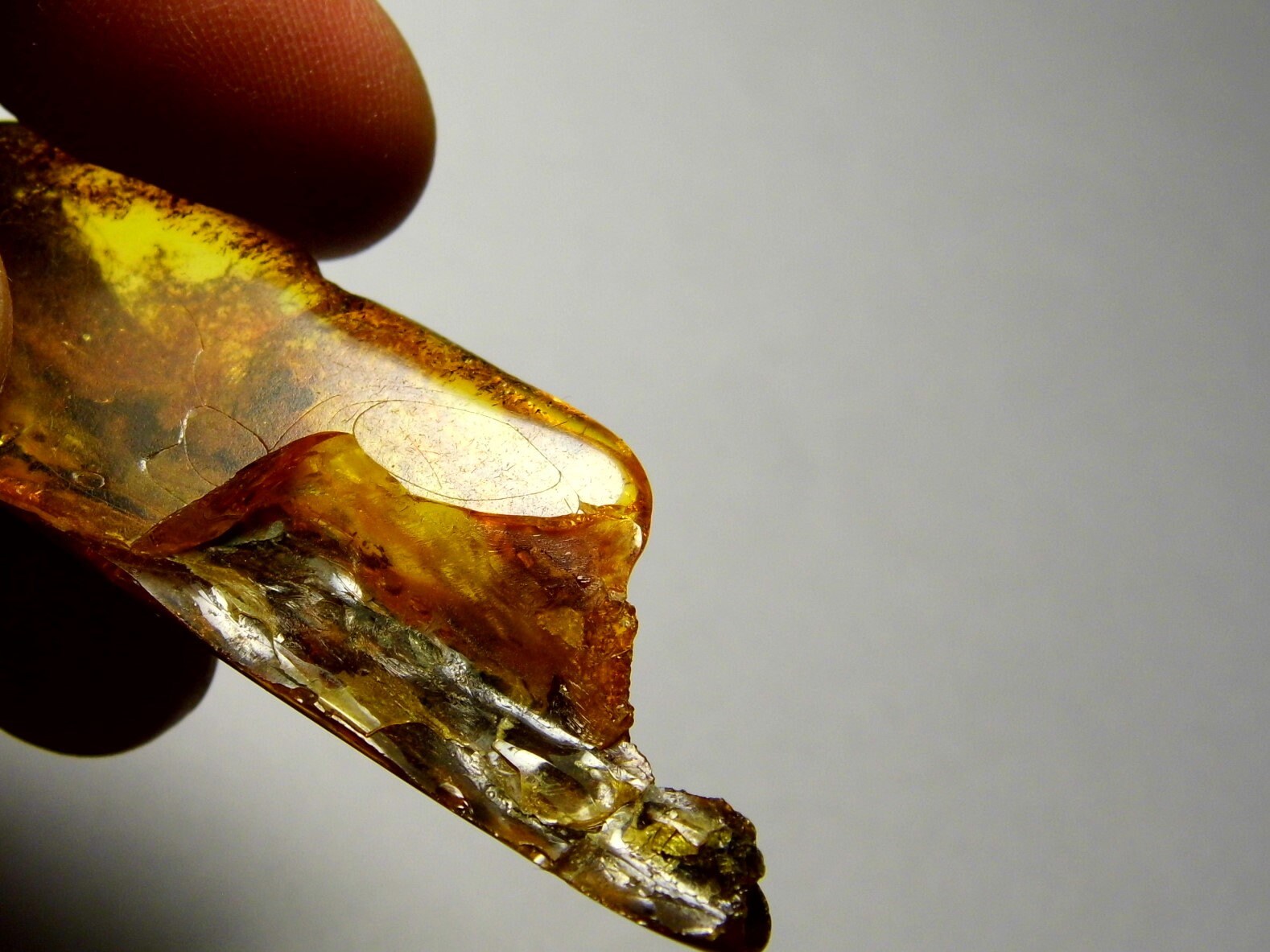 Natural genuine Baltic Amber stone with insect fossil inclusion ...