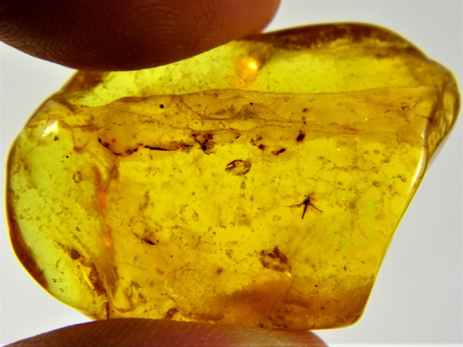 Fossil in Amber. Insect inclusions in Baltic Amber natural genuine bead ...