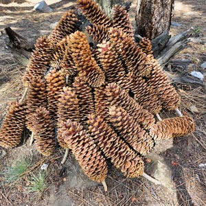 Sugar Pine Cones - Medium - 10" to 12" for Your Holiday Decor - - Etsy