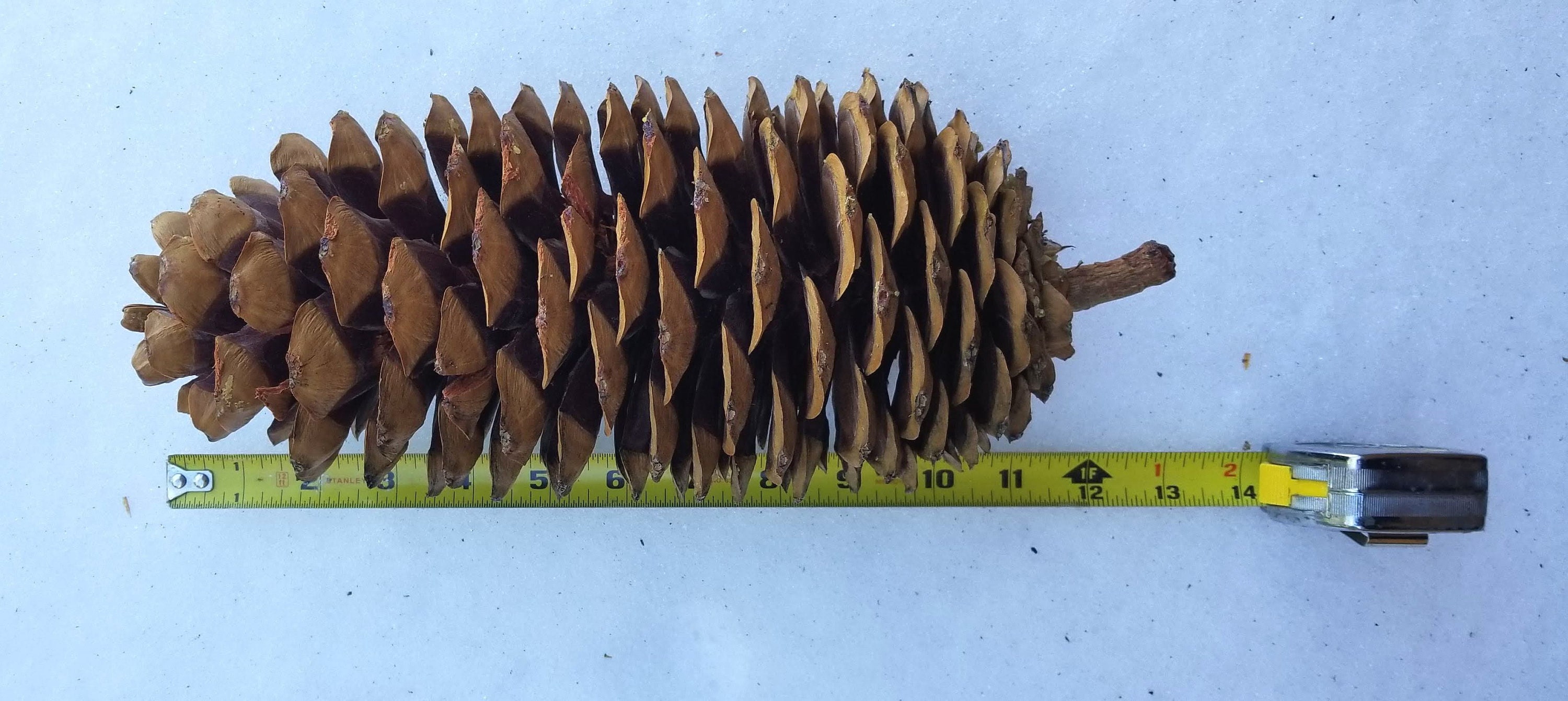 Sugar Pine Cones - Medium - 10" to 12" for Your Holiday Decor - - Etsy