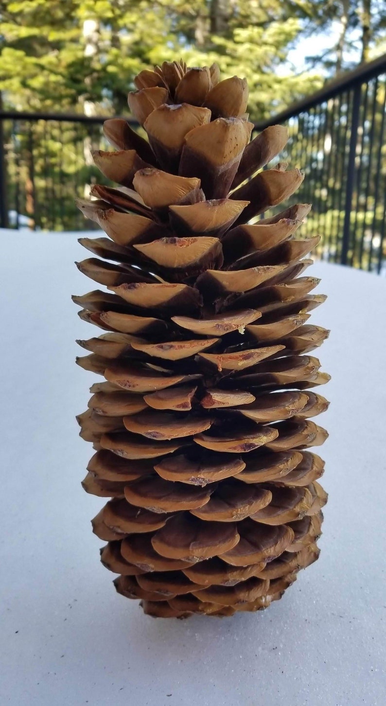 Sugar Pine Cones Medium 10 to 12 for Your Holiday Decor - Etsy
