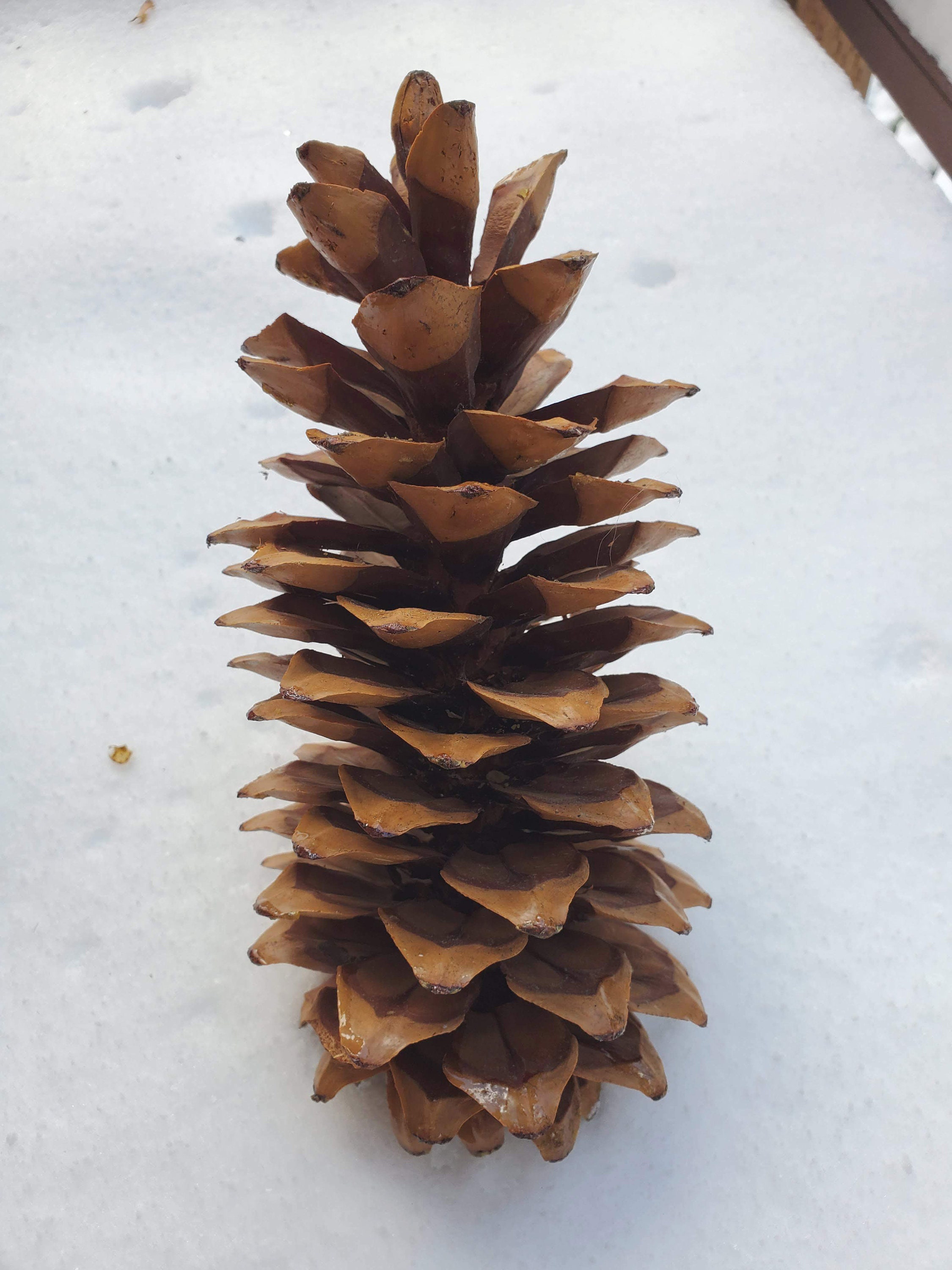 Sugar Pine Cones Medium 10 to 12 for Your Holiday Decor - Etsy