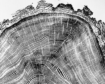 Fir Tree Print - Etsy