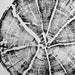 Alaskan Tree Ring Print, Tongass Forest, Cypress Tree, Tree Ring Art ...