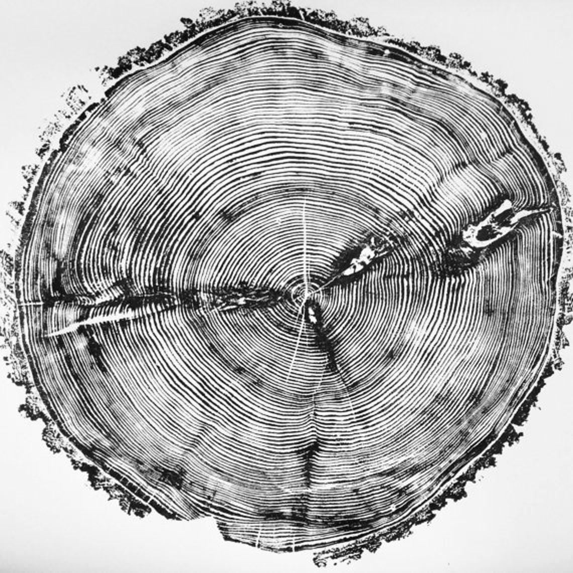 Sundance Canyon Art Large Tree Ring Art Print Fifth - Etsy