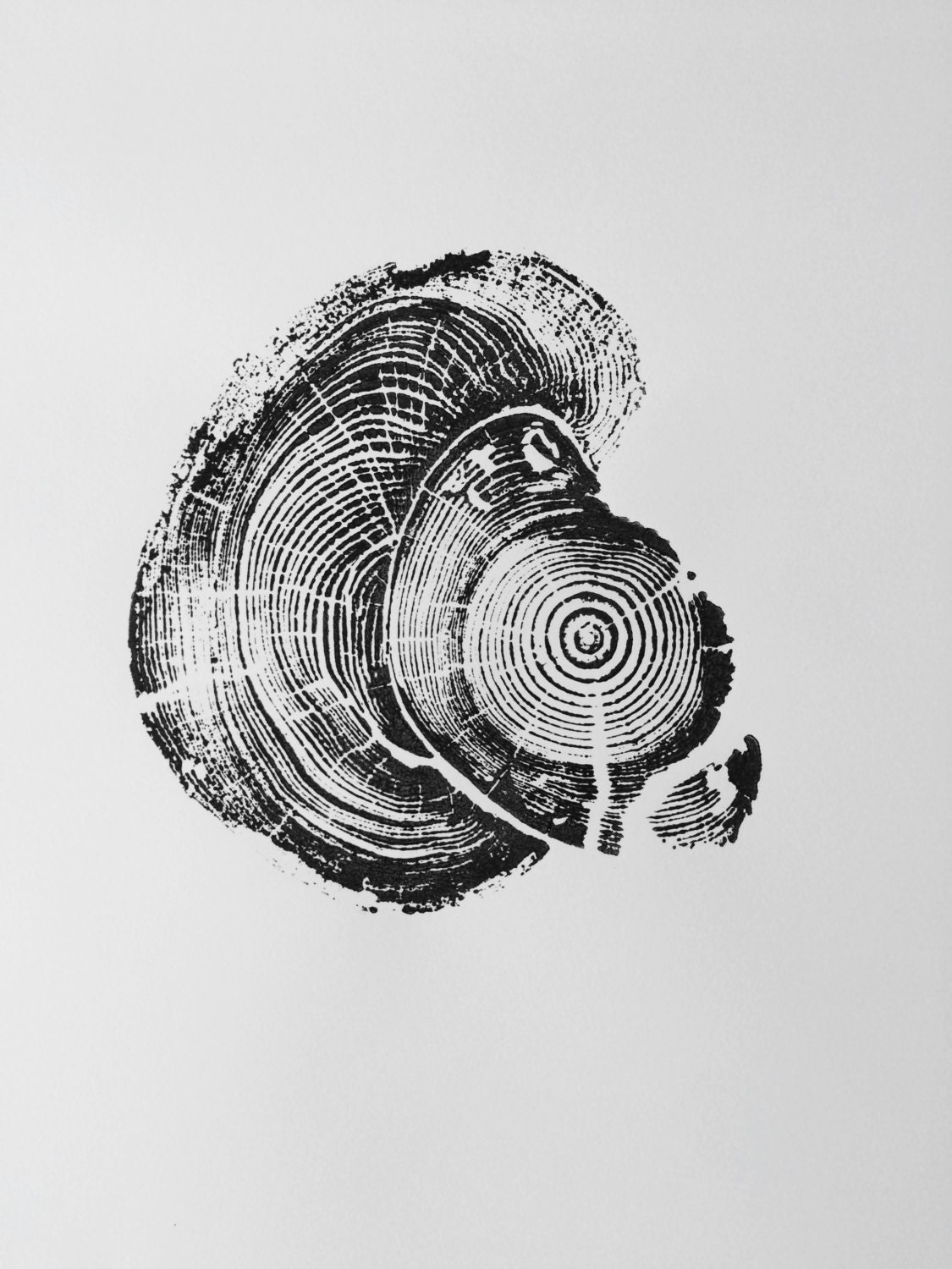 Tree Cookie Art Tree Ring Print Millcreek Canyon Utah Pine - Etsy