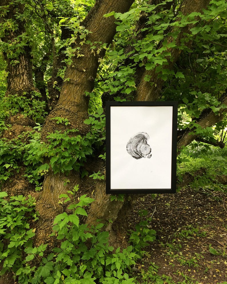 Tree Cookie Art Tree Ring Print Millcreek Canyon Utah Pine - Etsy