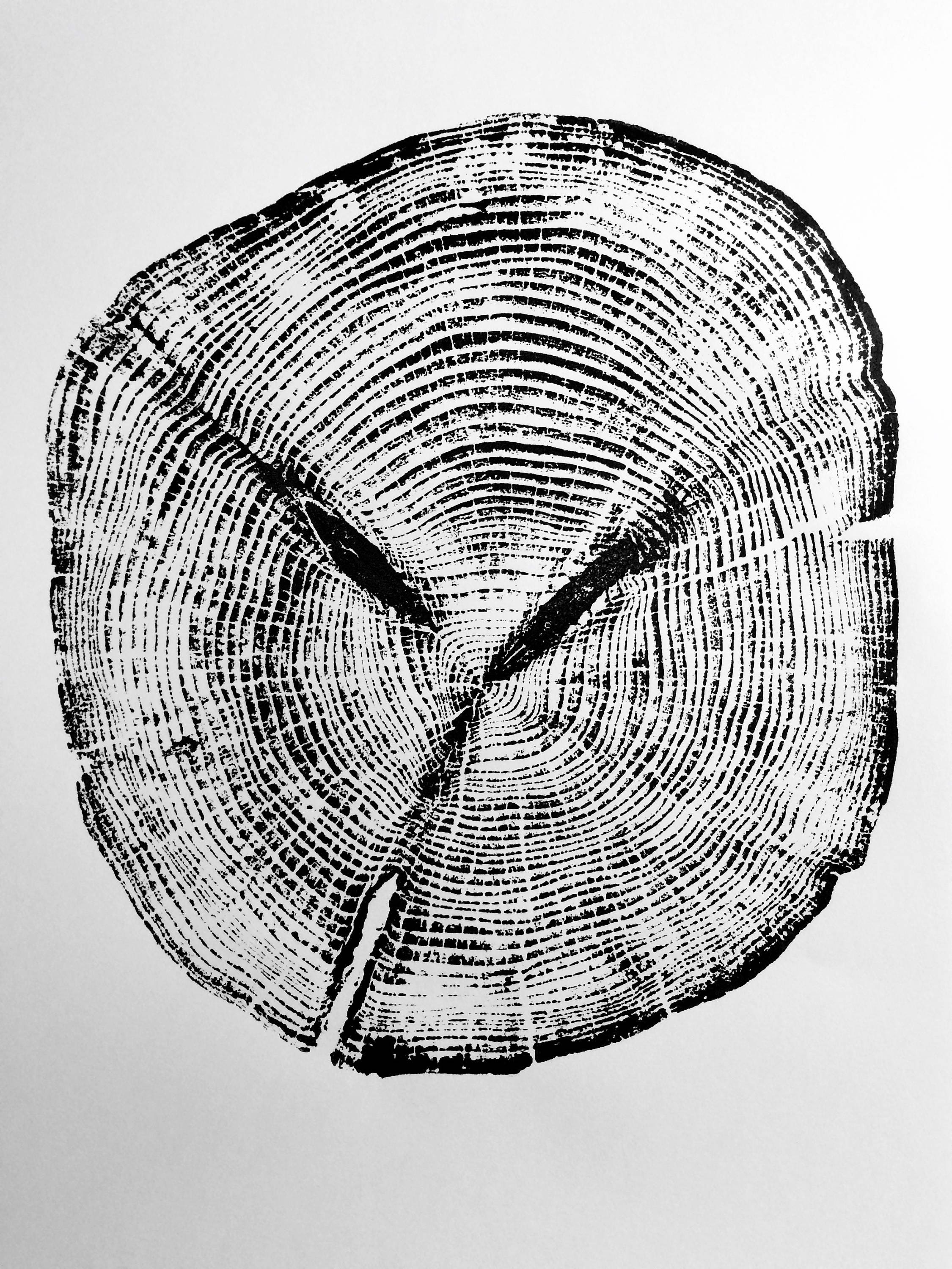Alaskan Spruce Tree Ring Print Tree Stump Print Stump Art - Etsy