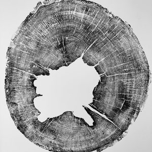 Iowa Oak Tree Ring Print. Original Woodcut Print Made From an Oak Tree ...