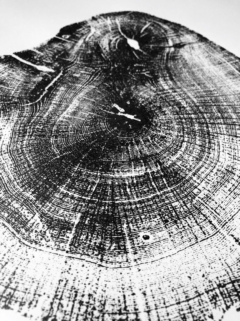 Lake Superior print, Michigan Oak, From Lake Superior, Michigan Tree ...