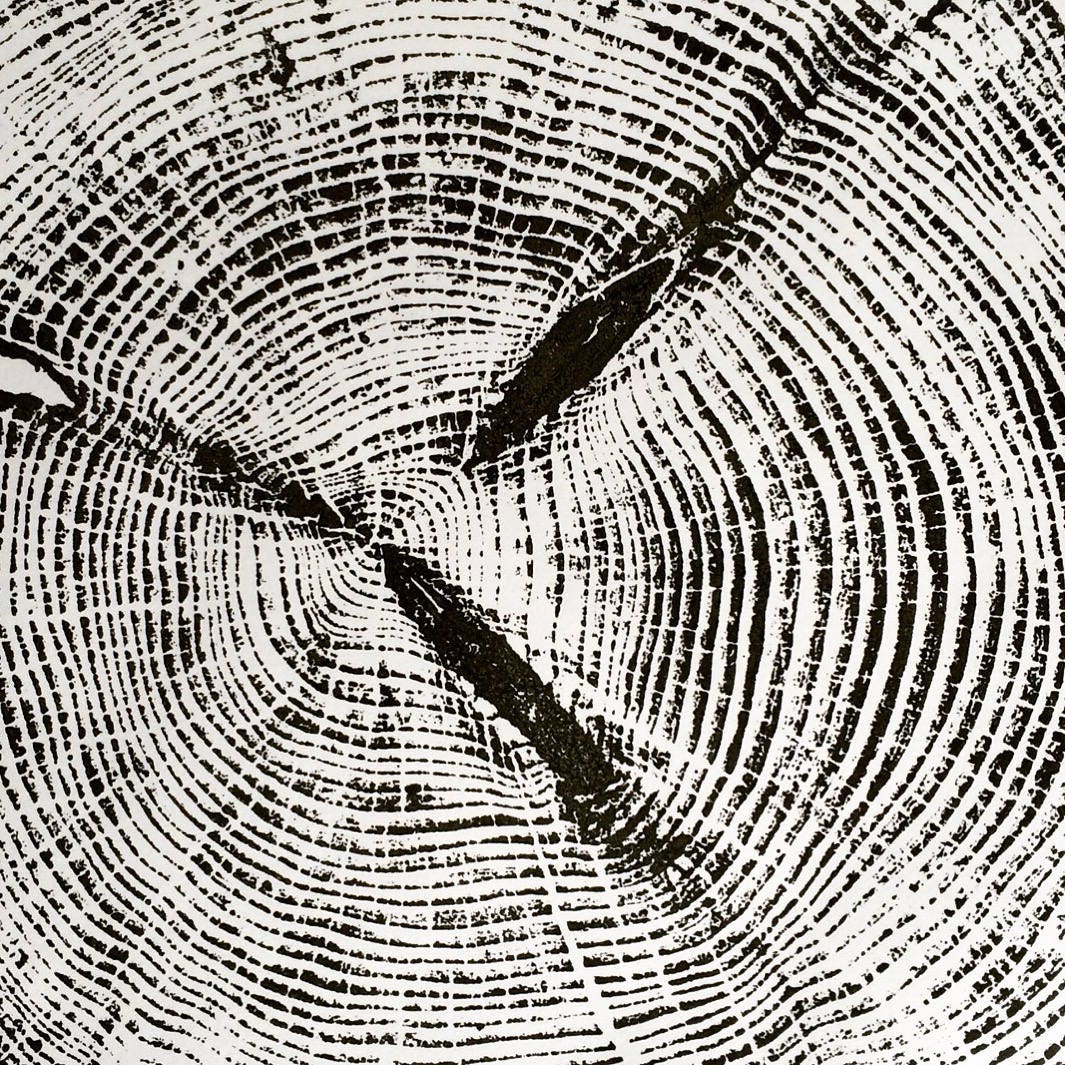 Alaskan Spruce Tree Ring Print Tree Stump Print Stump Art - Etsy