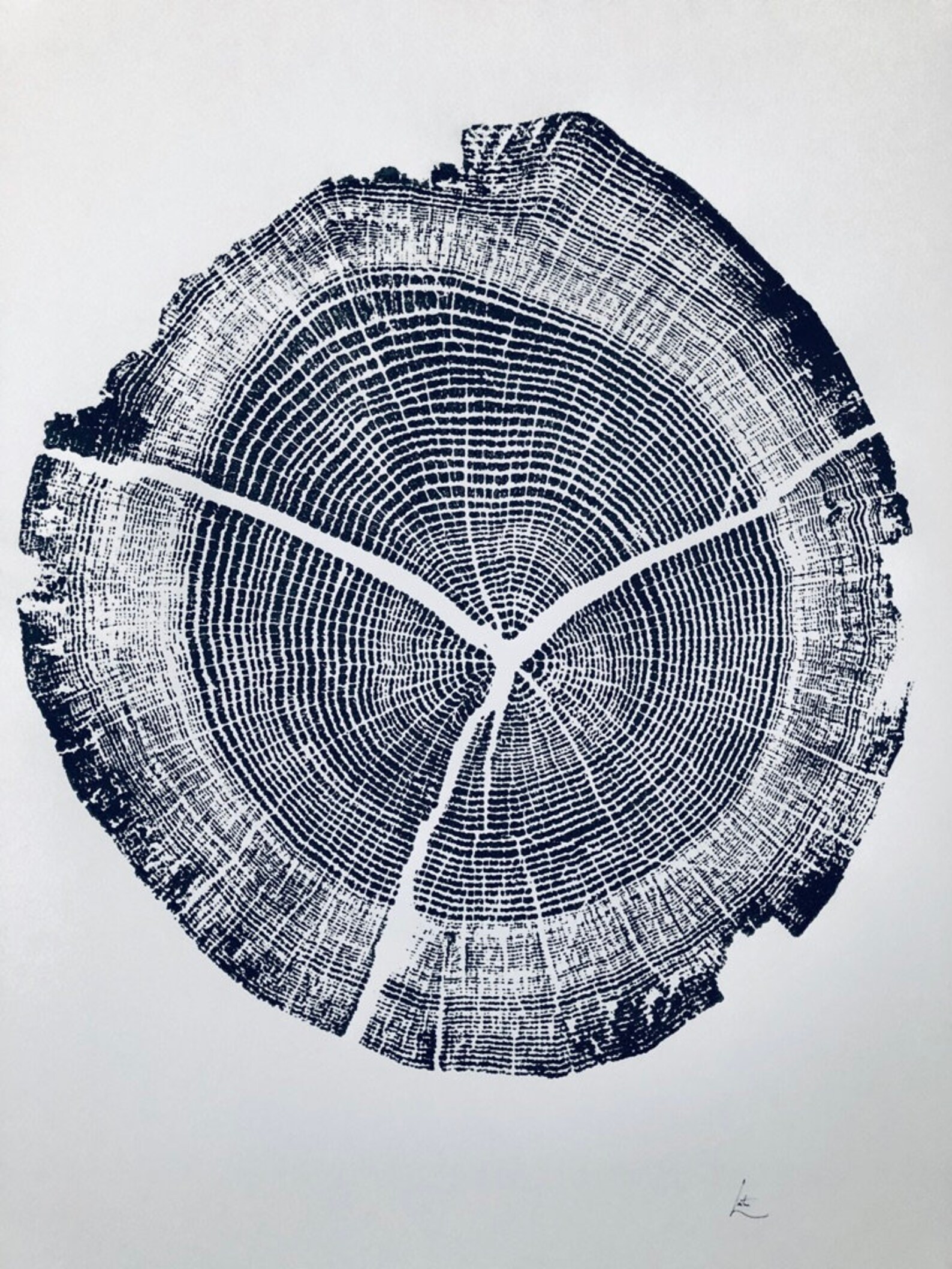 Walden Pond Oak Tree Print Tree Ring Print From Walden - Etsy